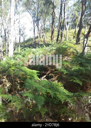 Austral Bracken (Pteridium esculentum Stock Photo - Alamy