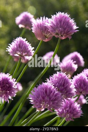 Chive flowers, Allium schoenoprasum, Witten, Ruhr area, North Rhine ...
