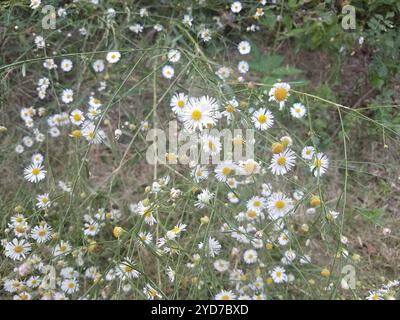 Smallhead Doll's Daisy, Boltonia diffusa Stock Photo - Alamy