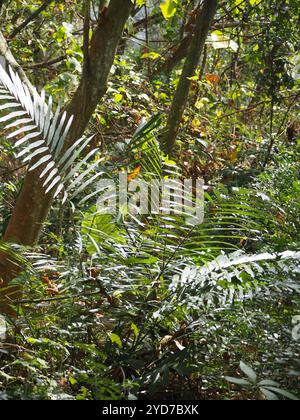 Arenga Palm (Arenga engleri Stock Photo - Alamy