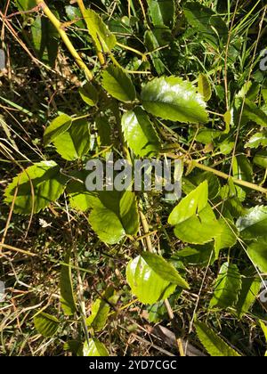 Bush lawyer (Rubus cissoides Stock Photo - Alamy