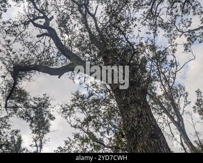 Darlington Oak (Quercus hemisphaerica Stock Photo - Alamy