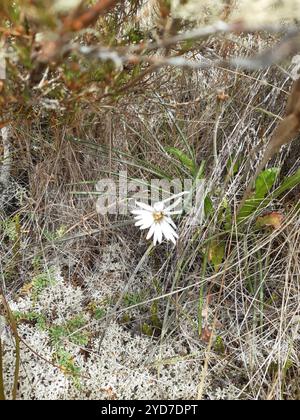 Common Mountain Daisy (Celmisia gracilenta Stock Photo - Alamy