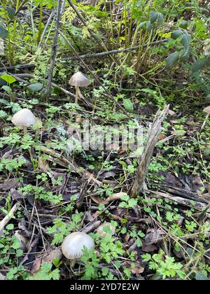 Tall Psathyrella (Psathyrella longipes Stock Photo - Alamy