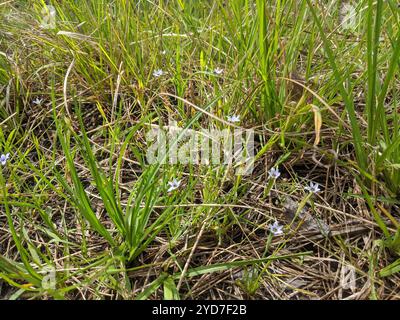 Blue Pigroot (Sisyrinchium micranthum Stock Photo - Alamy