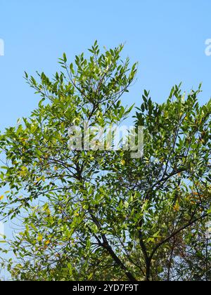 King's Fig (Ficus ampelos Stock Photo - Alamy