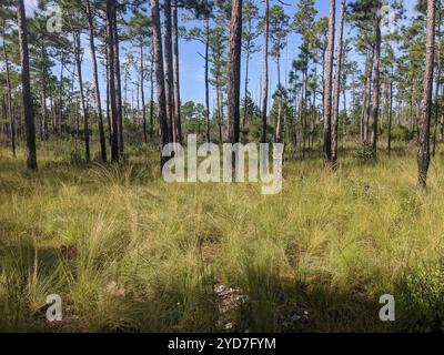 Wire grass (Aristida stricta Stock Photo - Alamy