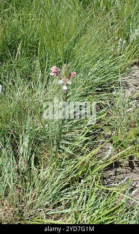 Short-tube Drumsticks (Zaluzianskya microsiphon Stock Photo - Alamy