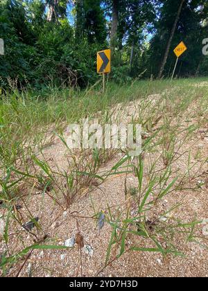 Jungle Rice (Echinochloa colonum Stock Photo - Alamy