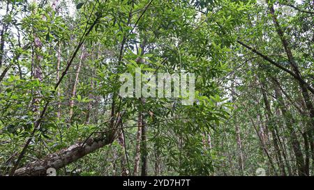 Witels (Platylophus trifoliatus Stock Photo - Alamy