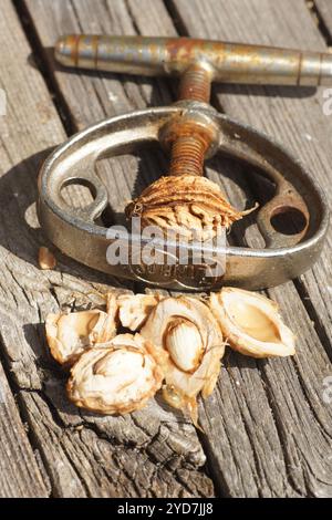 Prunus persica, peach, peachpit Stock Photo - Alamy