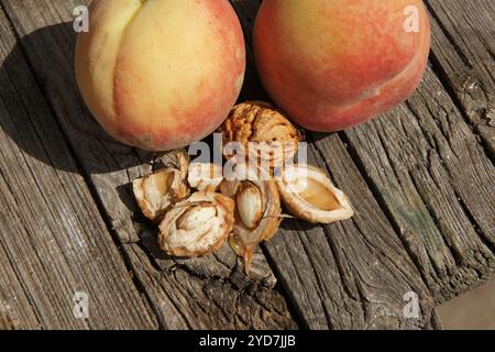 Prunus persica, peach, peachpit Stock Photo - Alamy