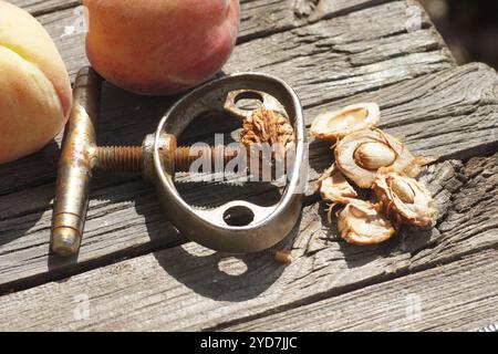 Prunus persica, peach, peachpit Stock Photo - Alamy