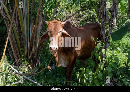 A brown Philippine cow is taking shade among trees in the Batangas ...