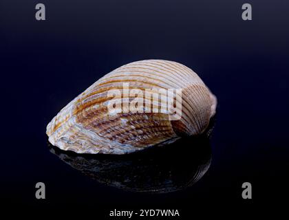 A seashell on a reflective black surface, showcasing its natural beauty ...