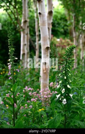 Digitalis purpurea growing in a grove of silver birch trees,foxgloves ...