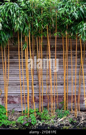 yellow bamboo screen,phyllostachys vivax aureocaulis,golden bamboo ...