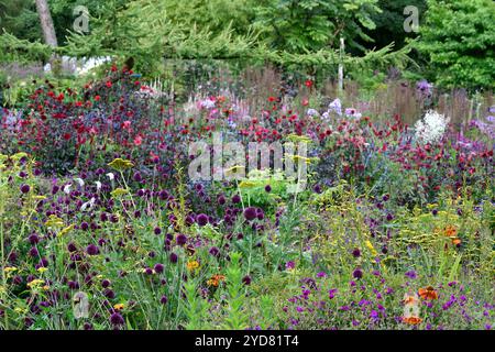 asphodeline lutea,Allium sphaerocephalon,achillea,yarrow,Geranium Anne ...