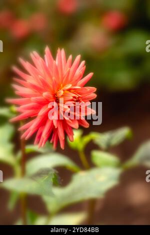 Lovely Dahlia 'Josudi Hercules’. Natural close up flowering plant ...