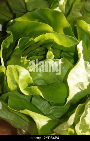 Lettuce plants - Lactuca sativa 'Lollo Rossa' - growing in a a vintage ...