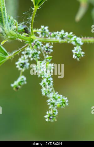 Stinging nettle (Urtica dioica), Willamette Mission State Park, Oregon ...