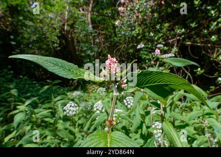 Lesser knotweed (Persicaria campanulata) a Himalayan species ...