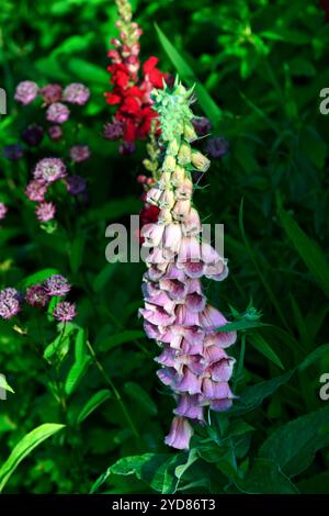 Digitalis × mertonensis Summer King,strawberry foxglove Summer King ...