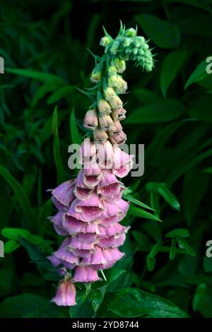 Digitalis × mertonensis Summer King,strawberry foxglove Summer King ...