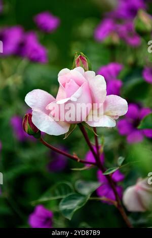 Rosa Silas Marner,Rose Silas Marner,Ausraveloe,English Shrub Rose Bred ...
