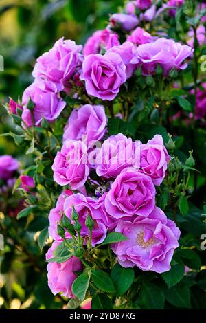 Rosa Princess Alexandra of Kent bred by English rose breeder David ...