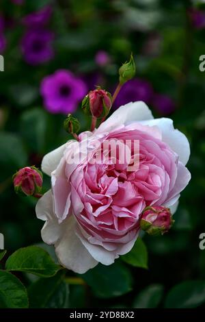Rosa Silas Marner,Rose Silas Marner,Ausraveloe,English Shrub Rose Bred ...