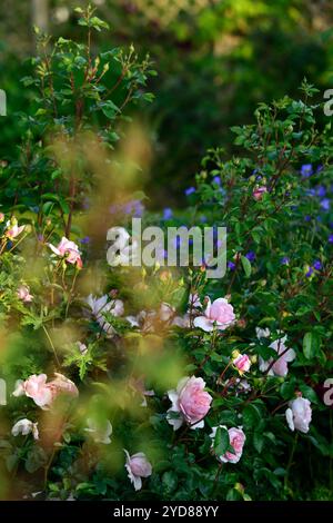 Rosa Silas Marner,Rose Silas Marner,Ausraveloe,English Shrub Rose Bred ...