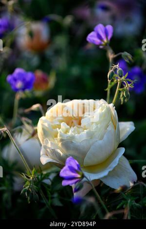 Rosa Windermere,Rose Windermere,Aushomer,English Shrub Rose Bred By ...