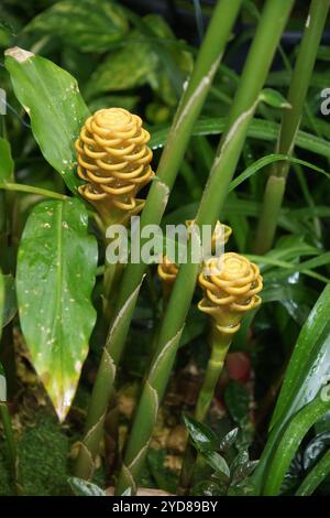 Root Ginger Plants (Zingiber officinale) growing in a flower-pot on my ...