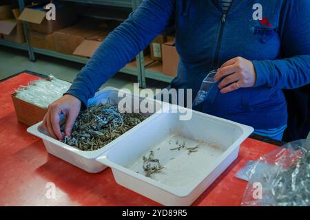 Disabled worker working in the ESAT product packaging workshop ...