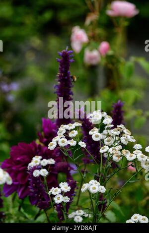 achillea ptarmica the pearl,dahlia, white and deep purple flowers,mixed ...