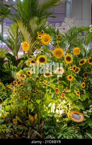A Sunflower Sojourn showcase, sunflower display in Changi airport ...