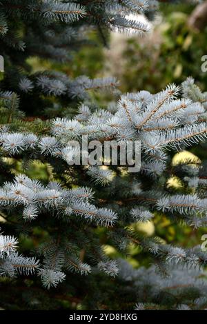 Picea Pungens Super Blue,Dwarf Colorado Blue Spruce Super Blue,dwarf ...