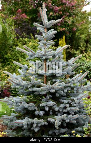 Picea Pungens Super Blue,Dwarf Colorado Blue Spruce Super Blue,dwarf ...