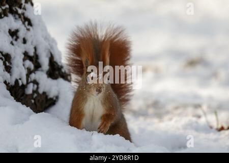 The squirrel in winter sits on white snow. Eurasian red squirrel ...