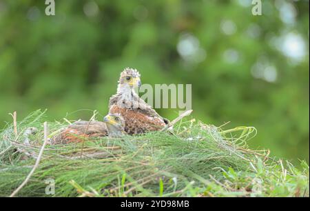 In the hawk's nest, Baby harris hawk is resting Stock Photo - Alamy