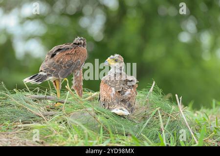 In the hawk's nest, Baby harris hawk is resting Stock Photo - Alamy