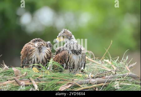In the hawk's nest, Baby harris hawk is resting Stock Photo - Alamy