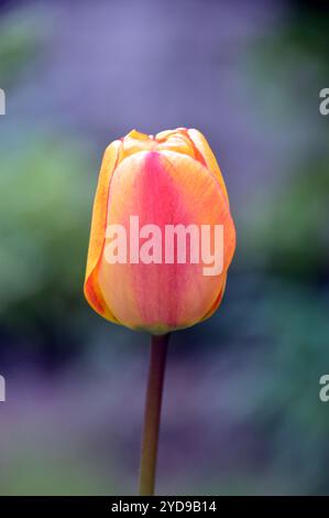Single Yellow & Red Tulipa 'United States' (Tulips) grown in a English ...