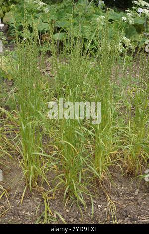 Lolium temulentum, darnel Stock Photo - Alamy
