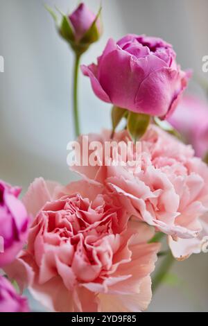 Close up of pink and white carnations in bloom Stock Photo - Alamy