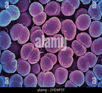 Scanning electron micrograph of Neisseria gonorrhoeae bacteria, which ...