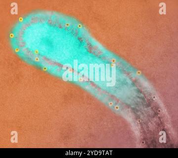 Transmission electron micrograph of human respiratory syncytial virus ...