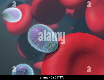 Malaria parasite in red blood cell. Light micrograph of a red blood ...