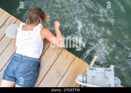 Woman Feeding big fish with small fish by hand from pier Stock Photo ...
